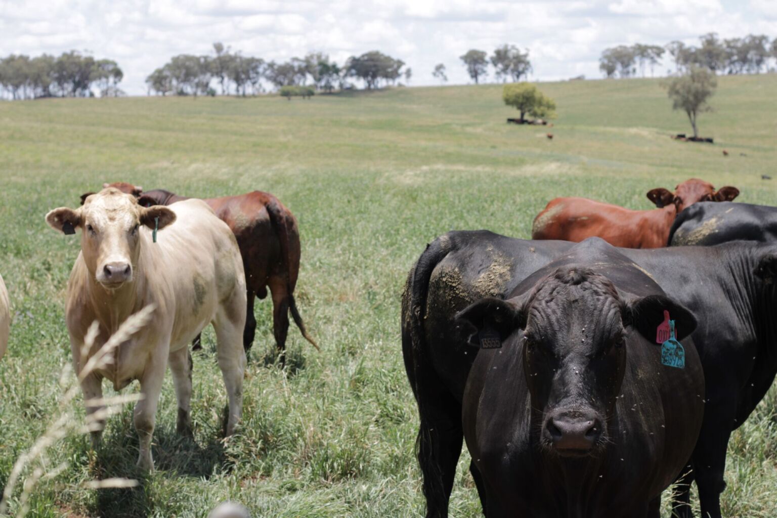 Macquarie tests market for Paraway Pastoral Company in potential ...