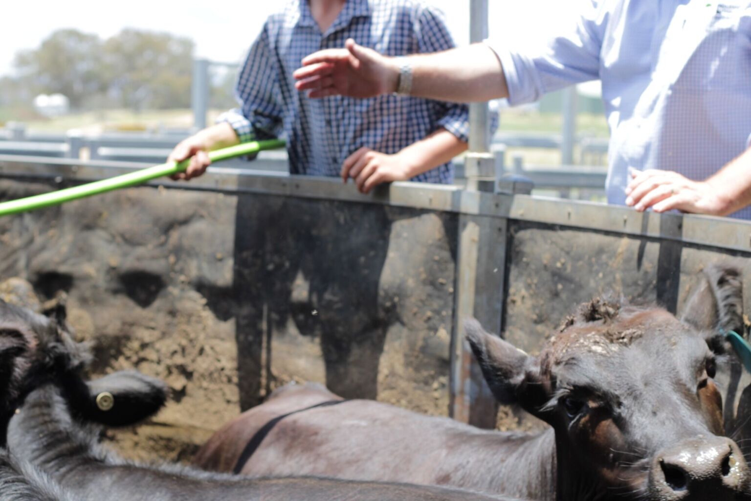 Macquarie tests market for Paraway Pastoral Company in potential ...