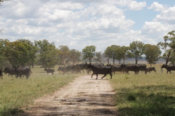 Macquarie tests market for Paraway Pastoral Company in potential ...