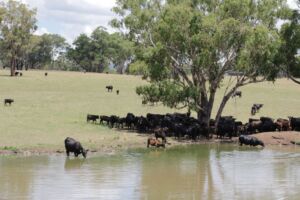 Macquarie tests market for Paraway Pastoral Company in potential ...