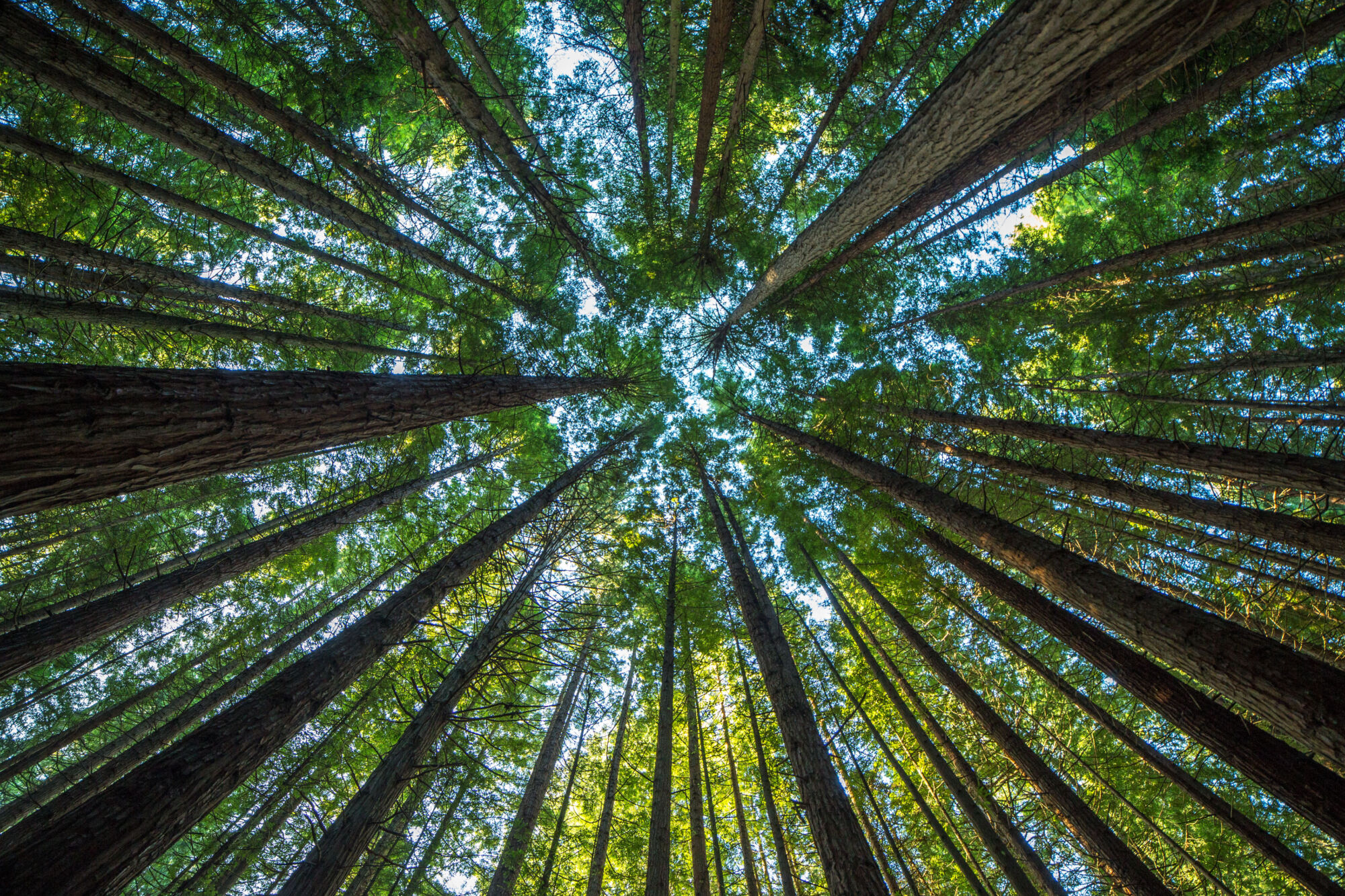 US housing optimism meets timberland reality | Agri Investor