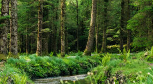 Field Notes: Craigmore Sustainables holds NZ$127m close on Totara ...