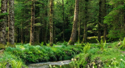 Field Notes: Craigmore Sustainables holds NZ$127m close on Totara ...